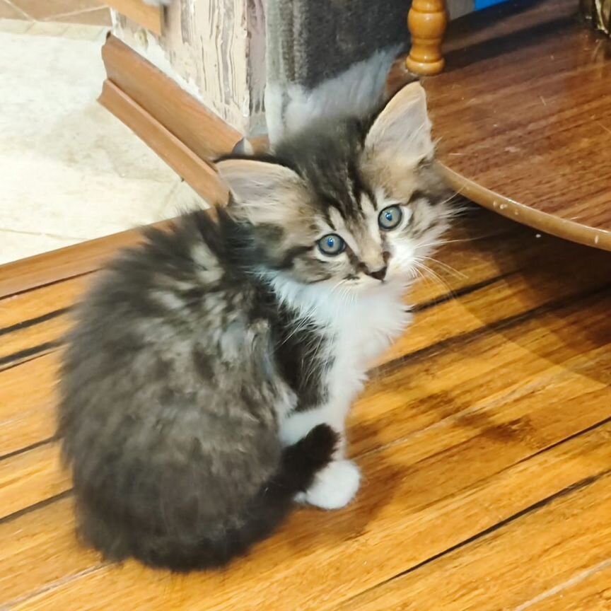 Котенок мальчик