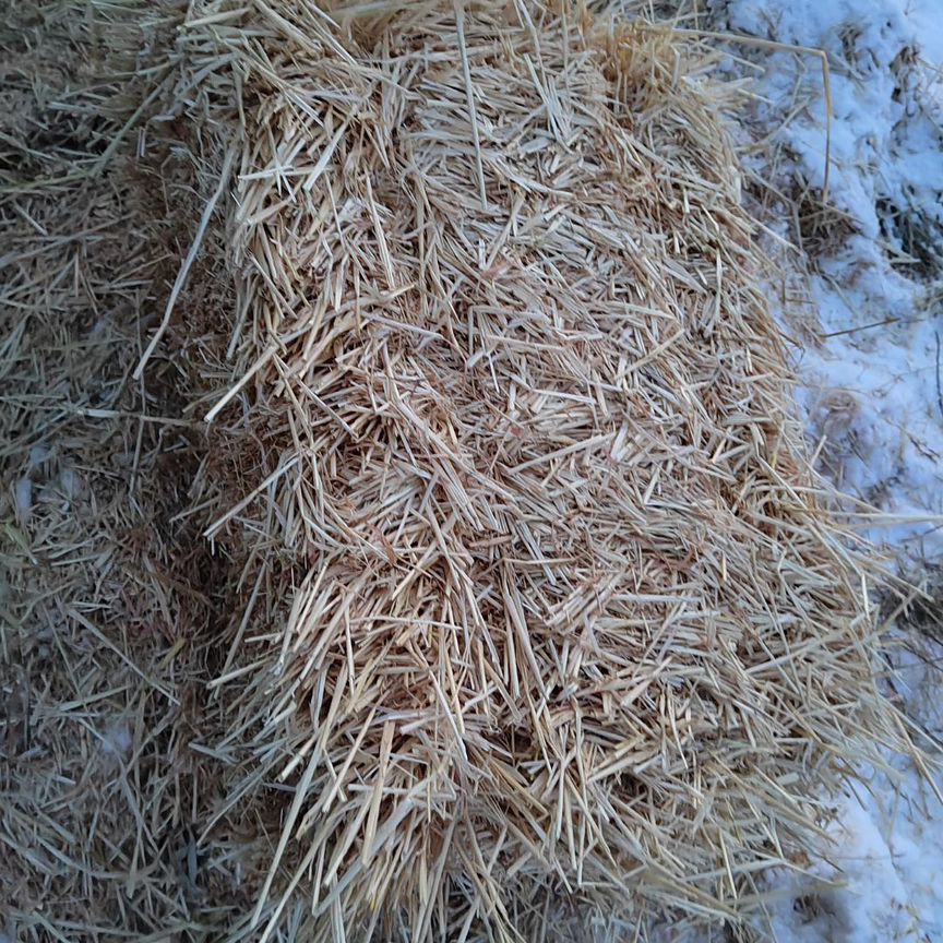 Солома ячменная в тюках