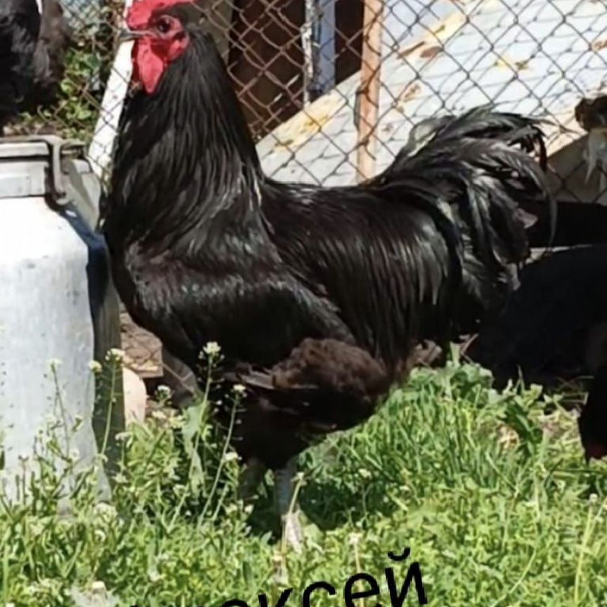 Джерсийский гигант