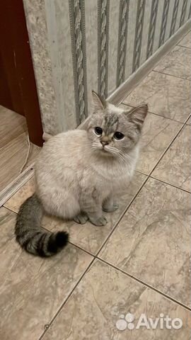 Отдам котенка в добрые руки