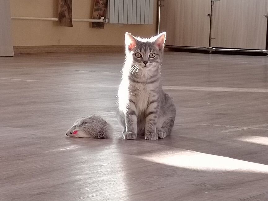 На пристрой котики, все подробности в личку