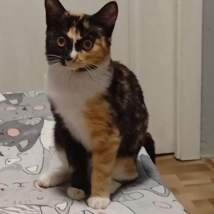 Взрослая, кошка в добрые руки