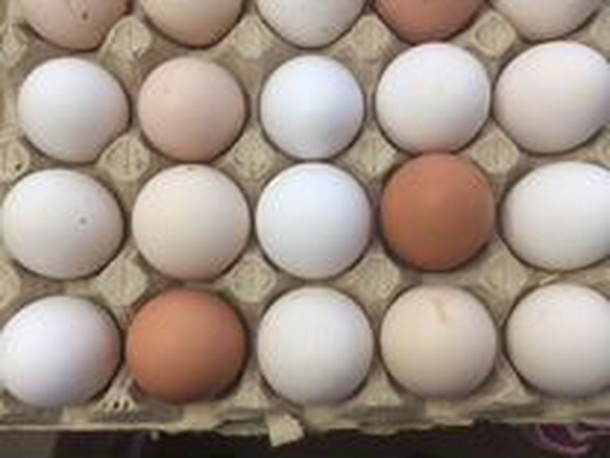 Инкубационное яйцо домашних кур разных пород