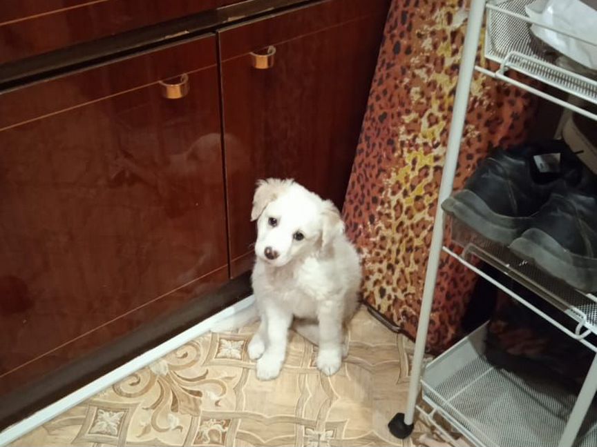 Щенок в добрые руки