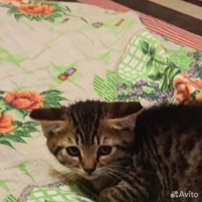 Полосатые котята мальчики 2 месяца в добрые руки