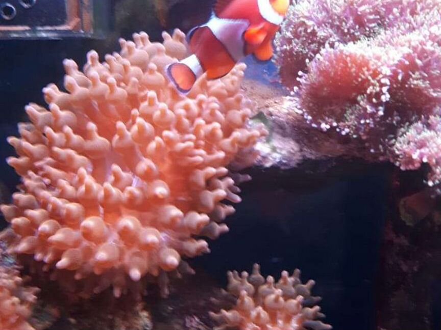 Рыбки. Корм. Аксессуары