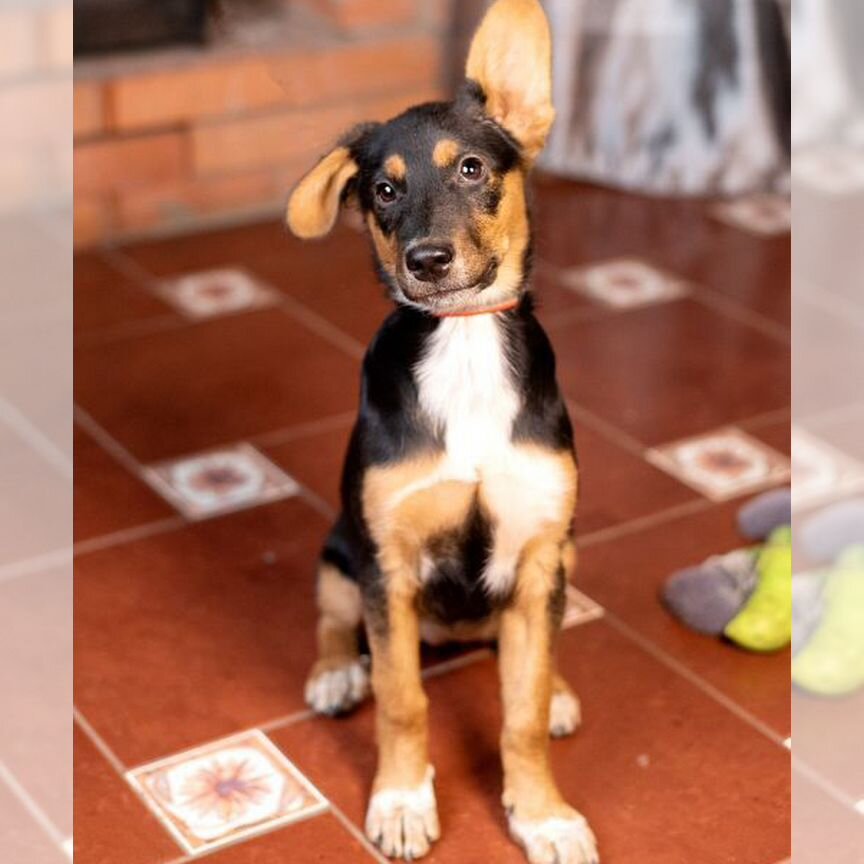 Щенок в добрые руки