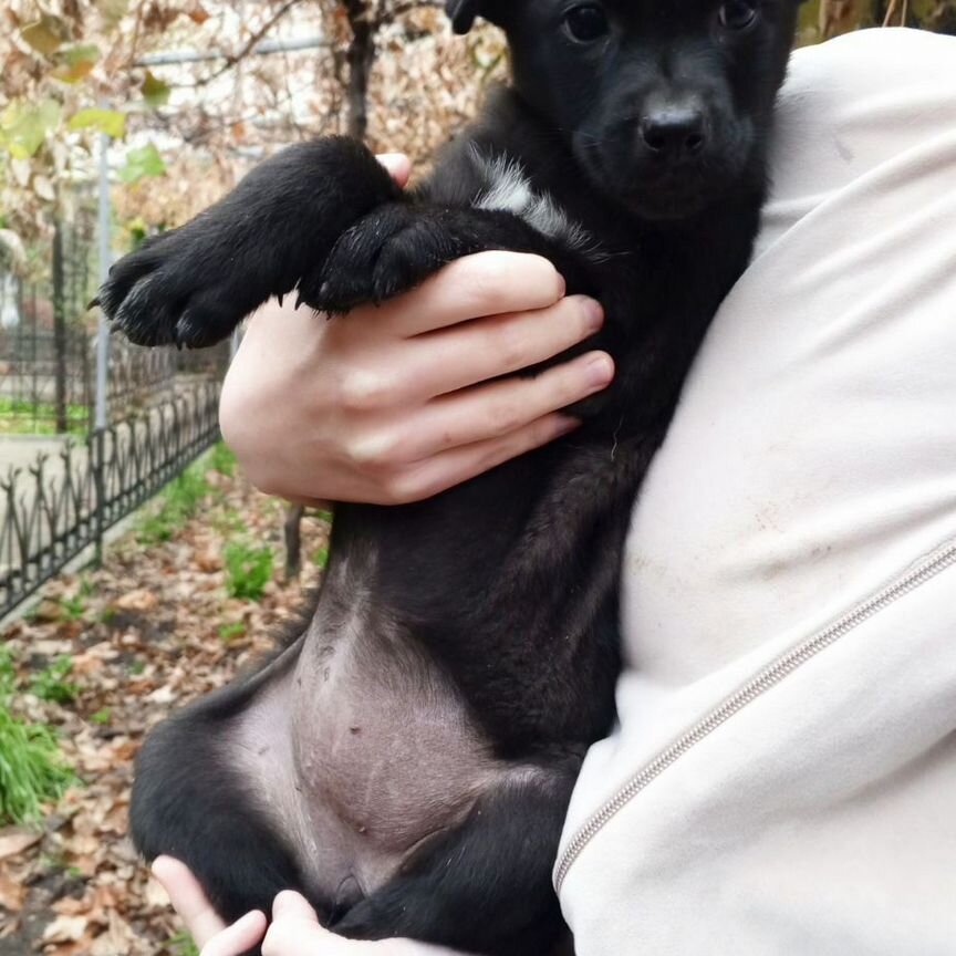 Щеночек нашли в лесу