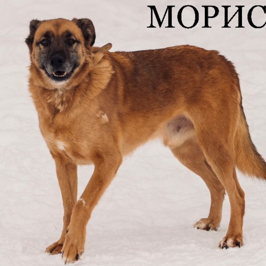 Добрейший пёс в добрые руки