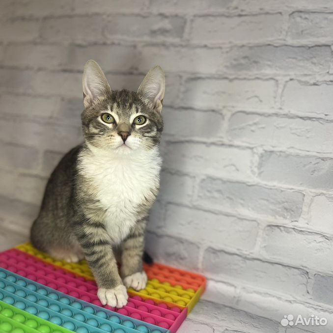 Котенок мушкетер Атос