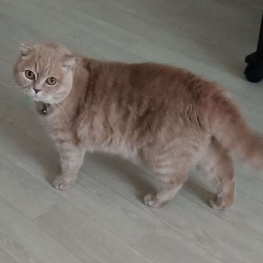 Котик бесплатно