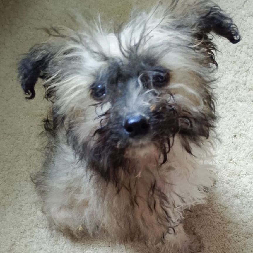 Китайская хохлатая, щенок