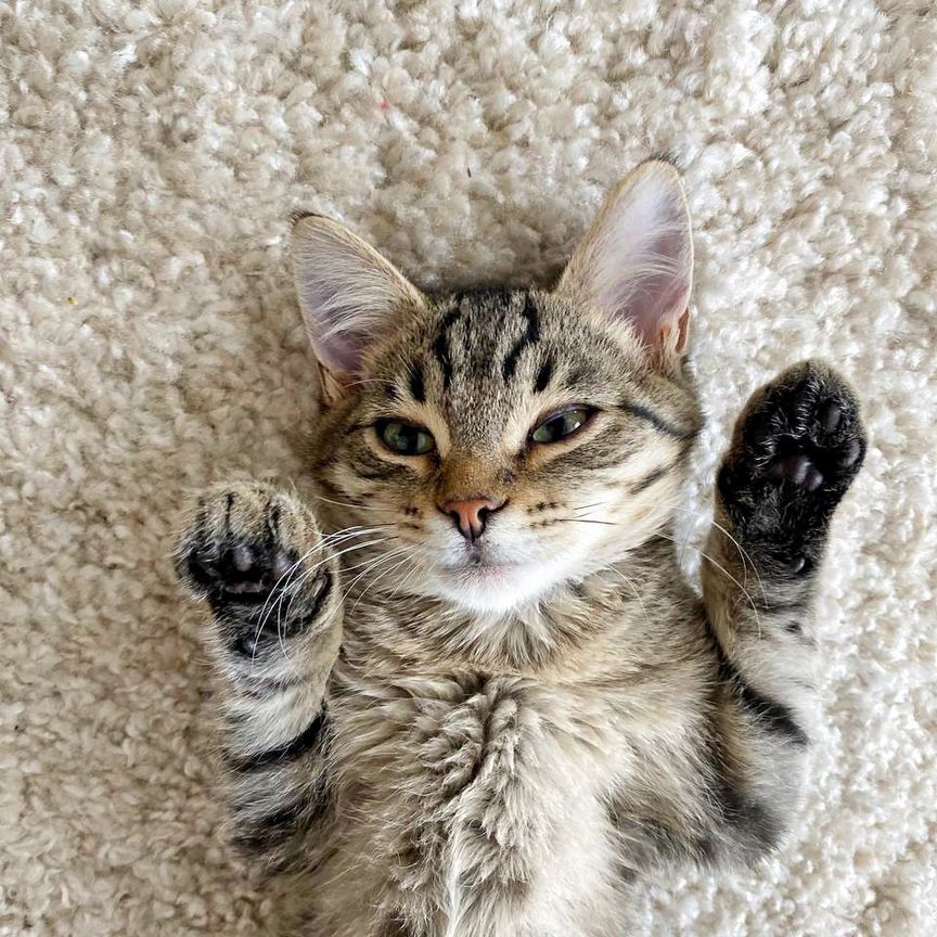 Котёнок в добрые руки