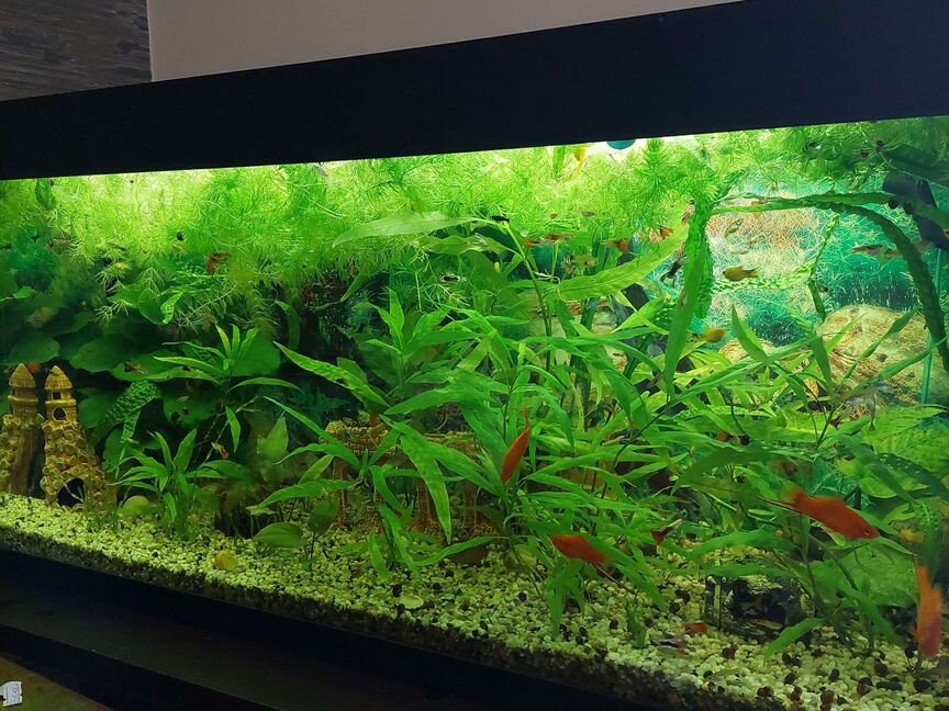 Растения для аквариума бесплатно