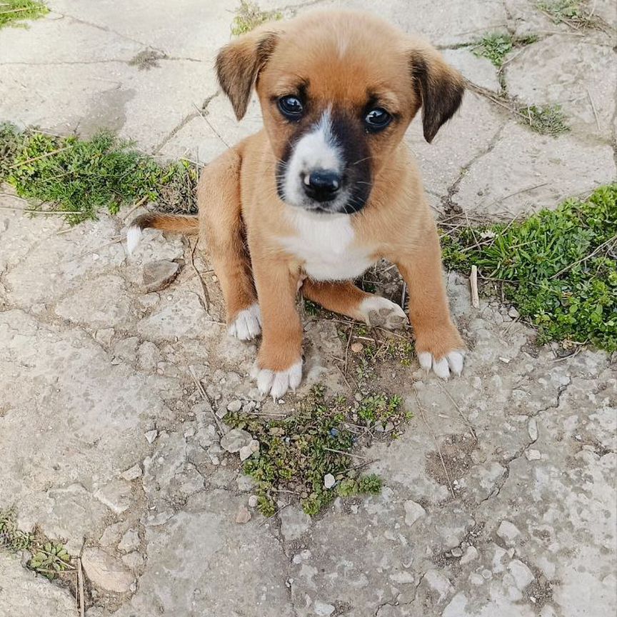 Щенки в добрые руки