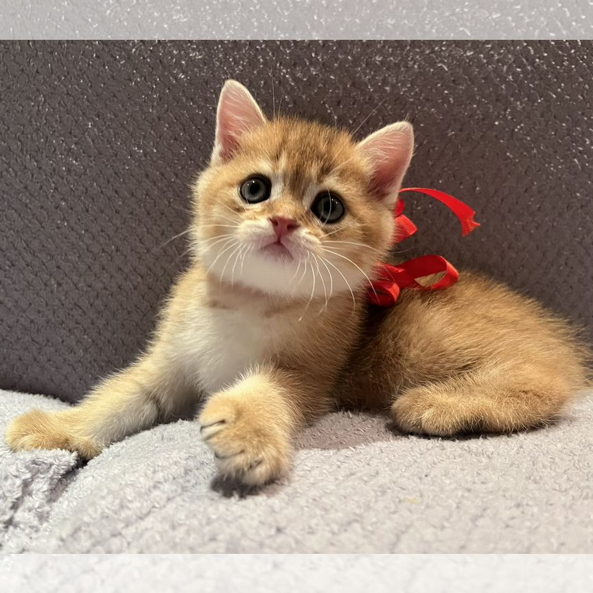 Шотландский прямоухий короткошёрстный котёнок