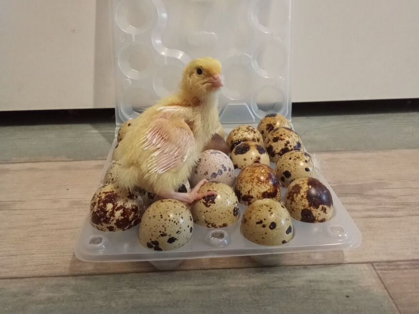 Инкубационное яйцо перепелов Техасца