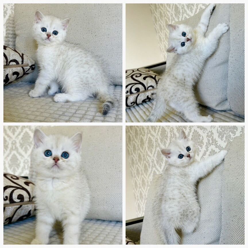 Шотландские котята