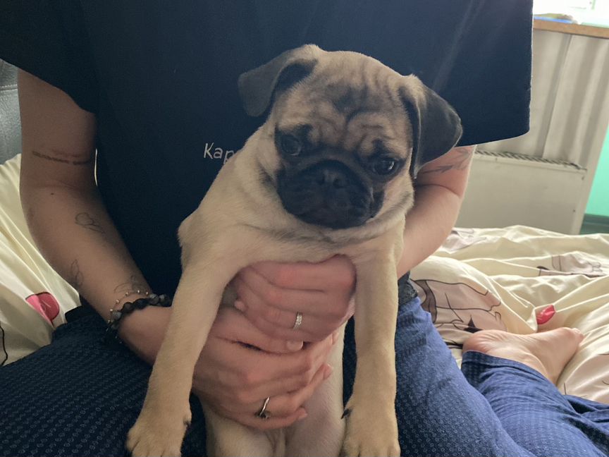 Щенки мопса мальчик