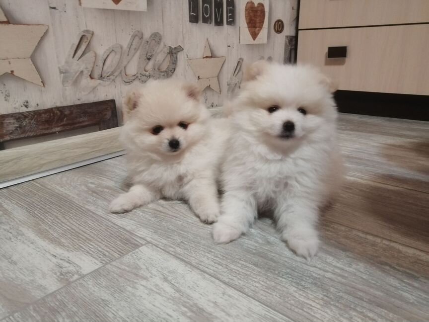 Померанский шпиц