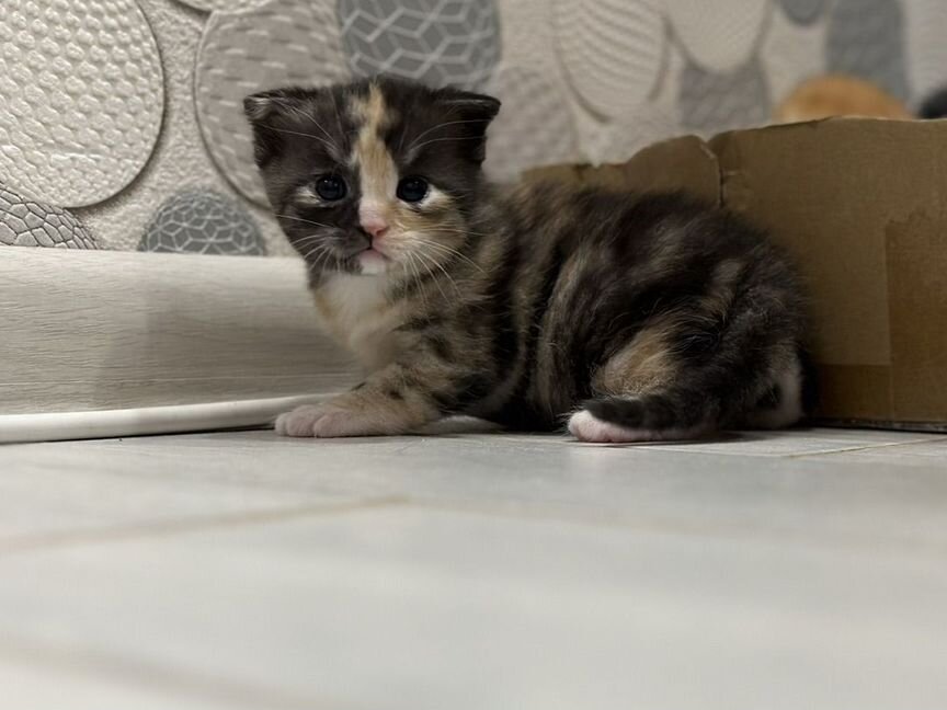 Котята бесплатно