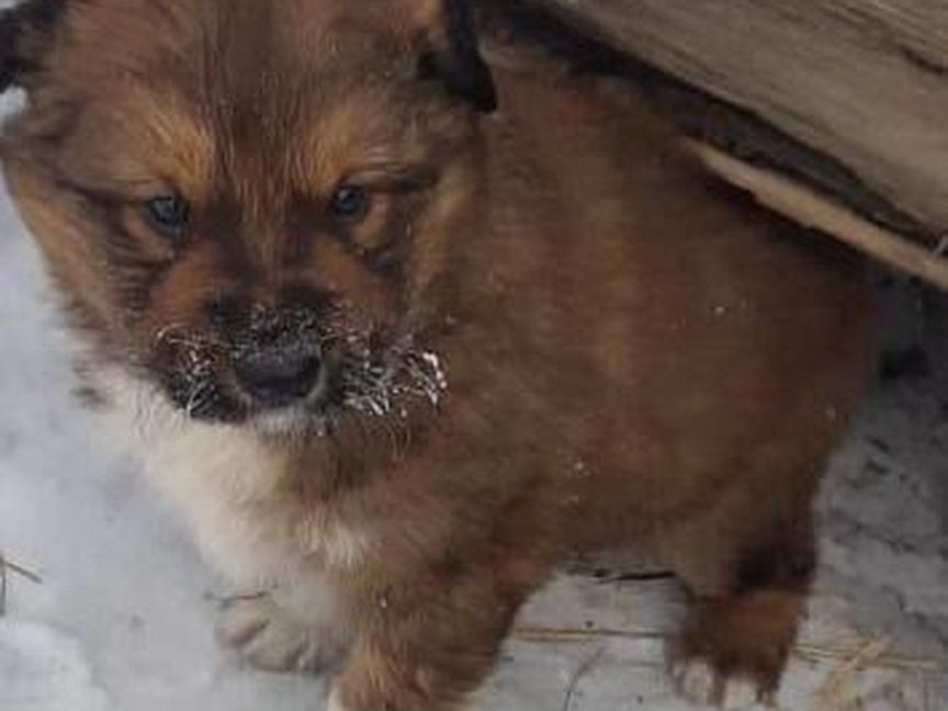 Щенок 1,5 мес.(мальчик)