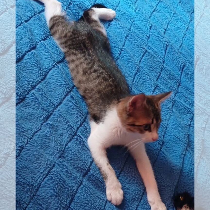 Отдам бесплатно Кота