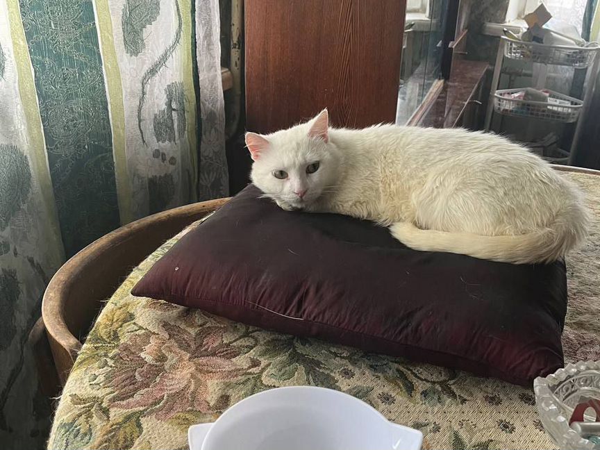 Котик Беляшик