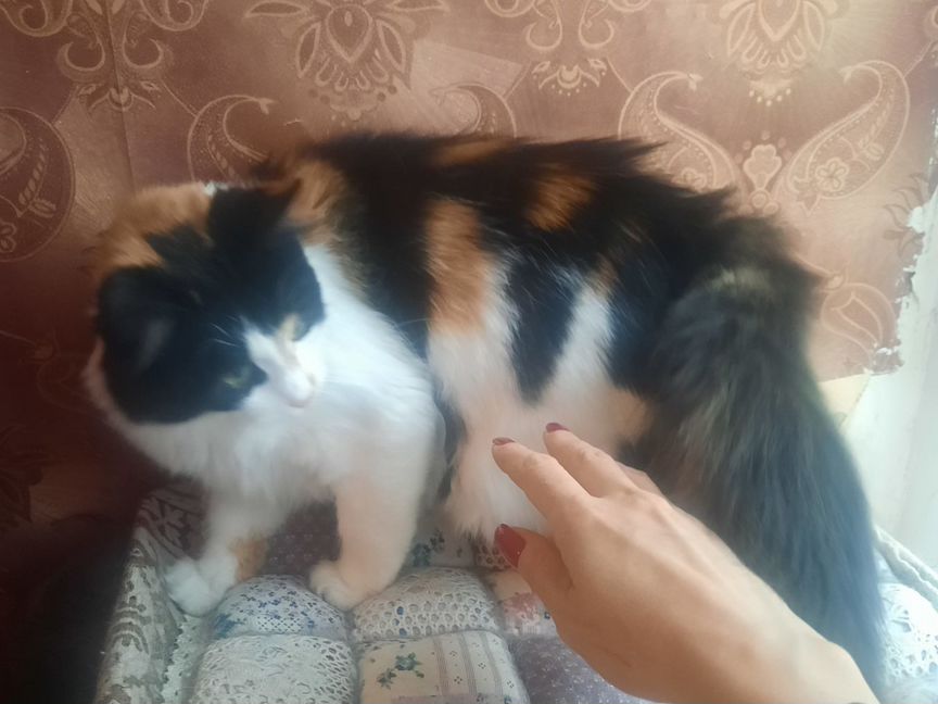 Кошечка в добрые руки