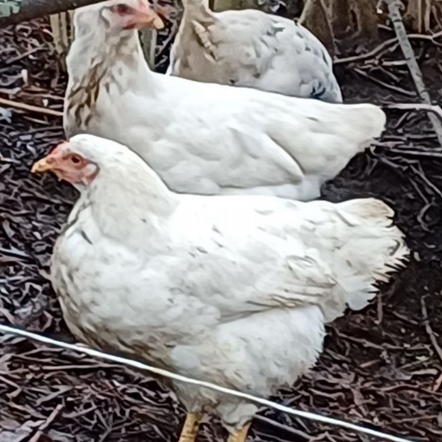 Куры молодки доминант