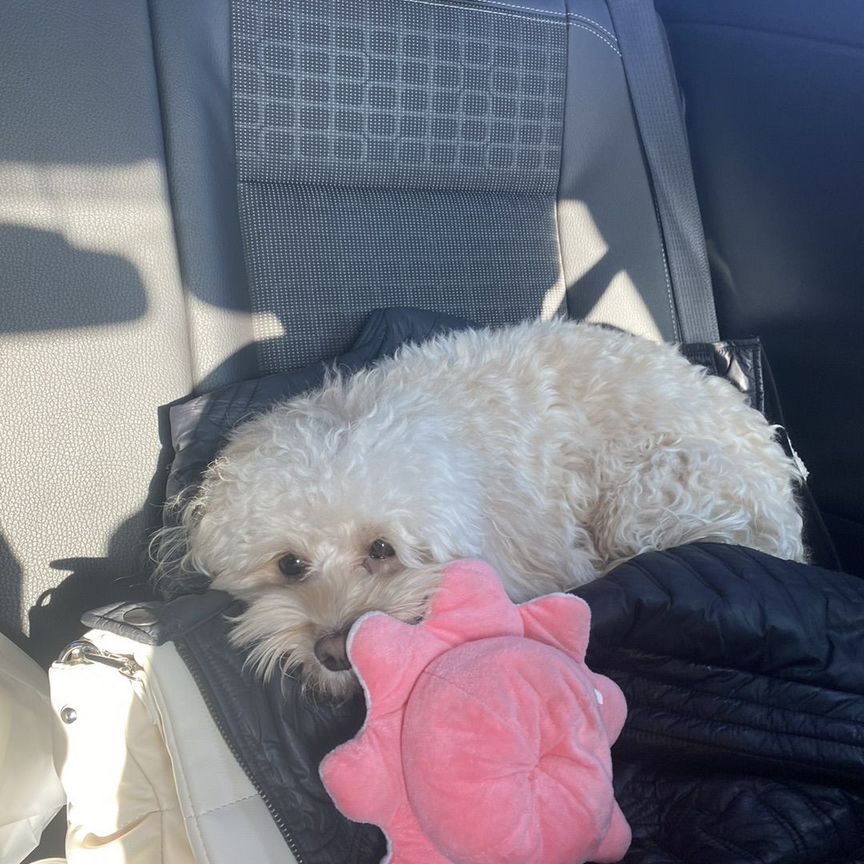 Мальтипу вязка мальчик