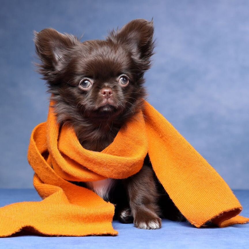 Чихуахуа, щенок