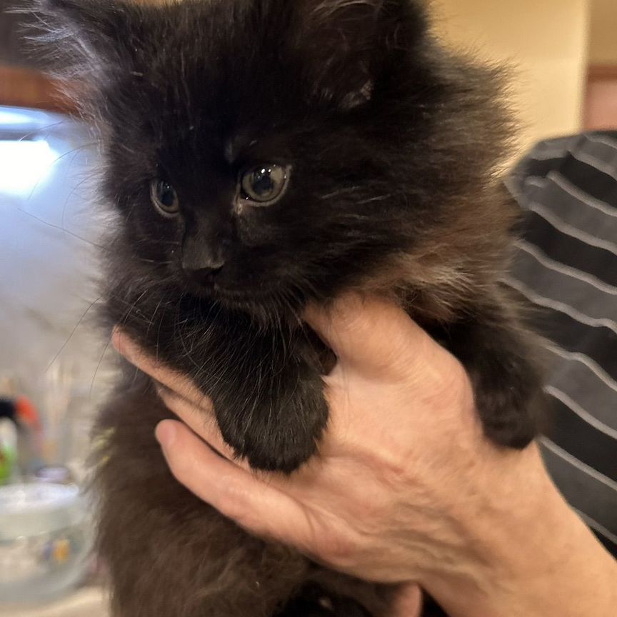 Котенок девочка в добрые руки