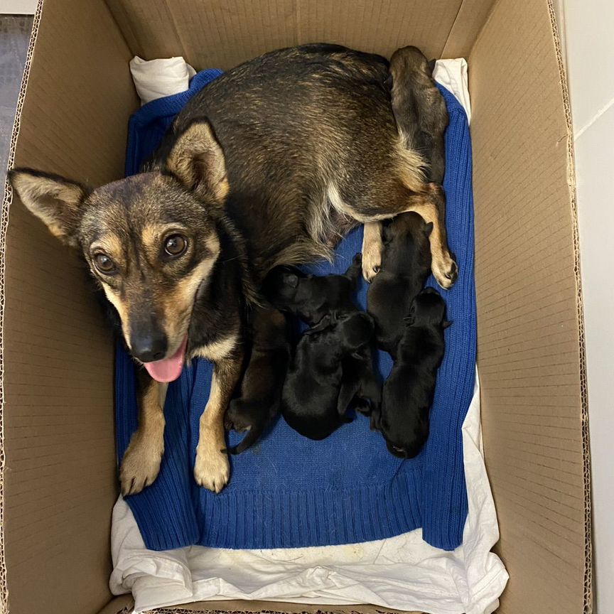 Щенок в добрые руки