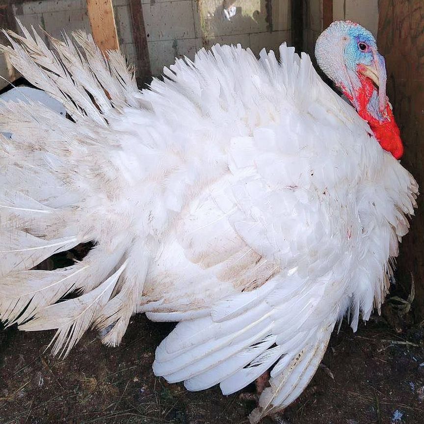 Индюки домашние