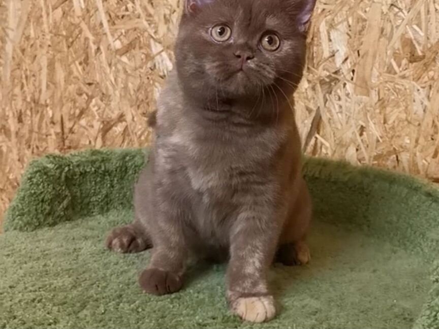 Британская черепашка цинамон