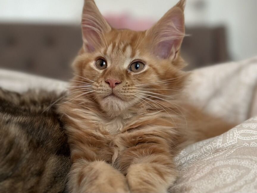 Кот мейн кун