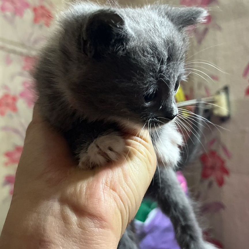 Котята в добрые руки бесплатно