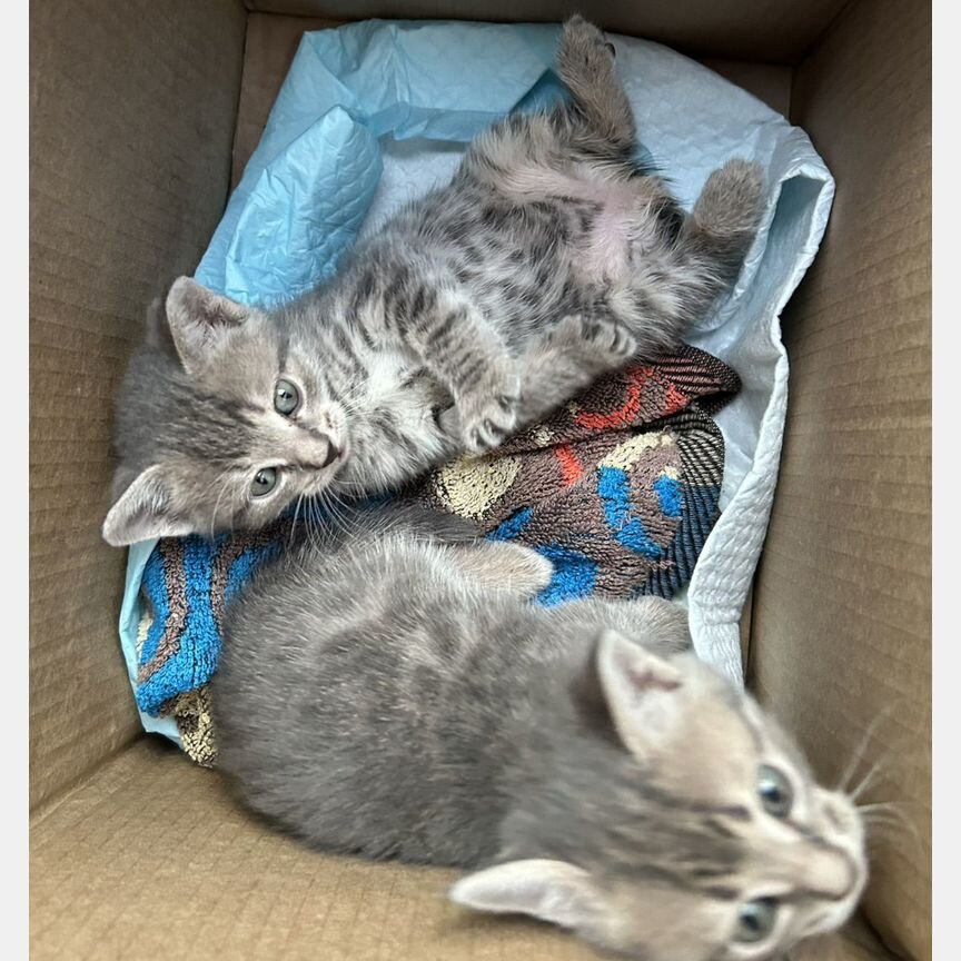 Котята в добрые руки бесплатно