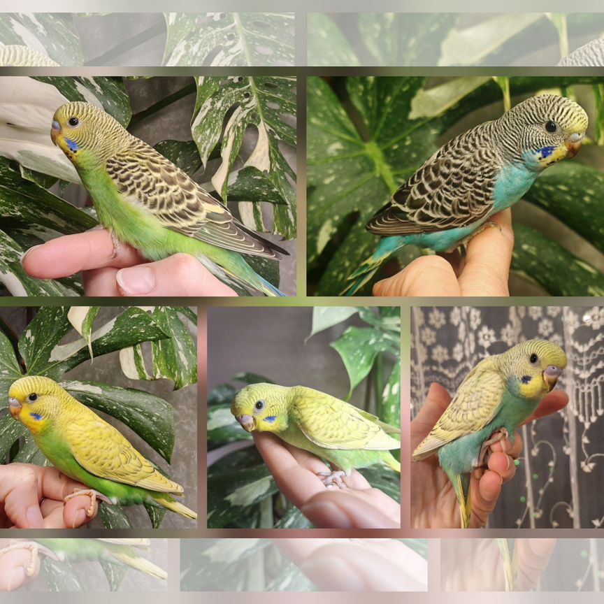 Волнистые попугайчики малыши домашние
