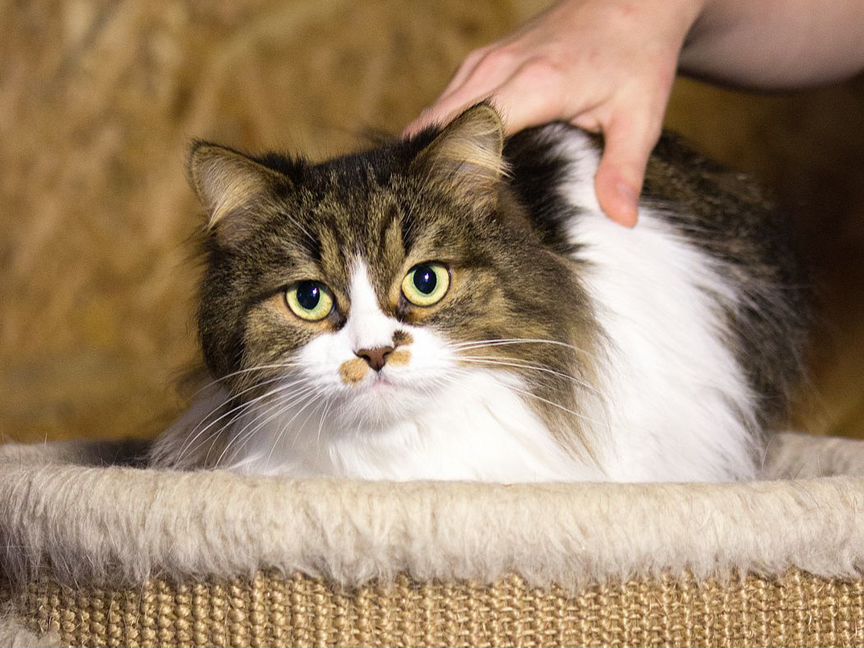 Мася изменит вашу жизнь к лучшему