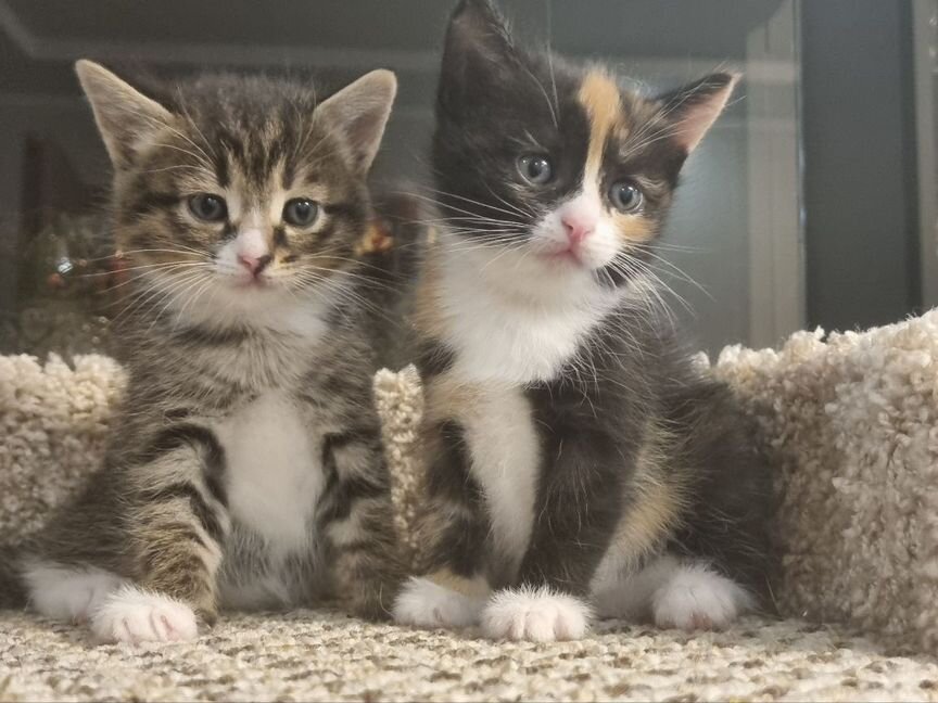 Котята в добрые руки 1 месяц