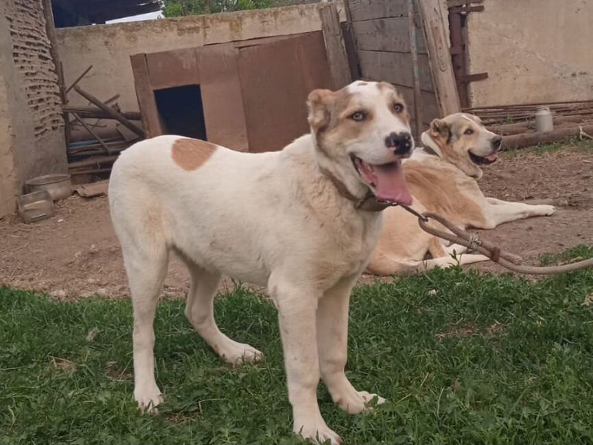 Щенок азиата