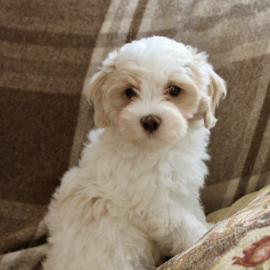 Продаю щенка Мальтипу,мальчик