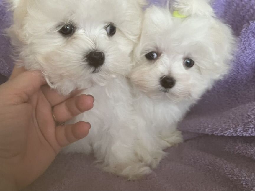 Мальтийская болонка мини снежинки