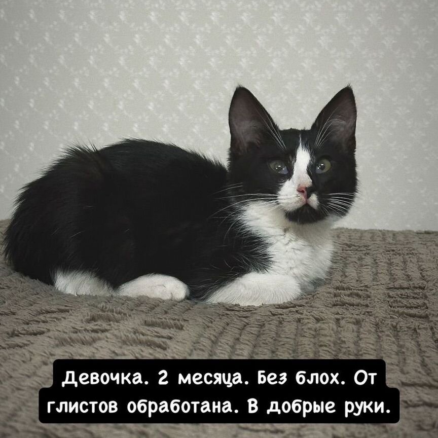 Котёнок в добрые руки