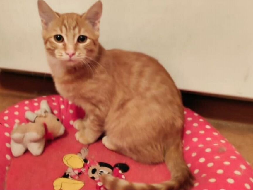 Рыжик в добрые руки