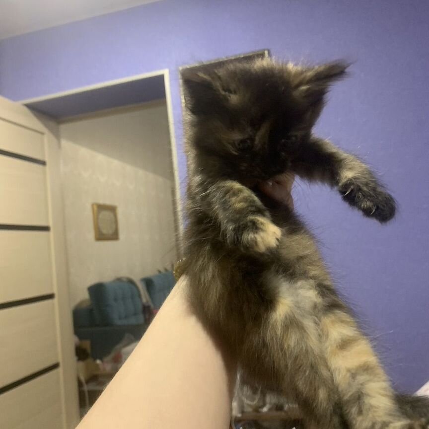 Котенок в добрые руки