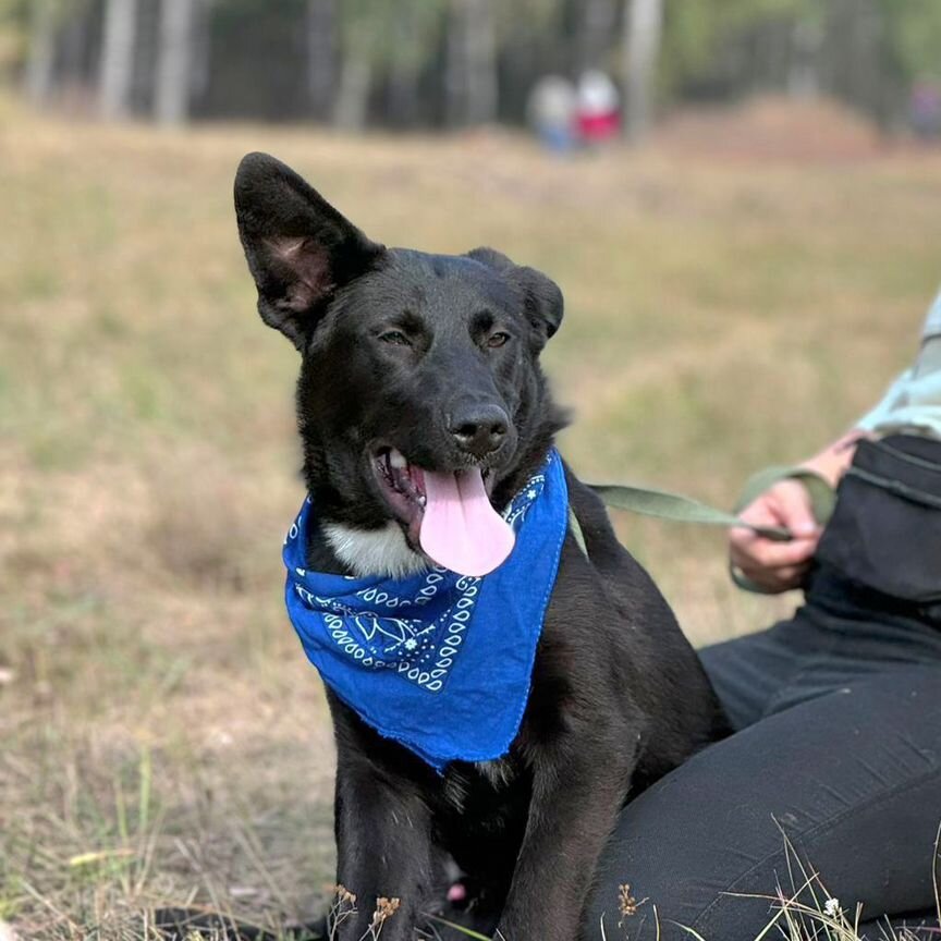 Маффин - щенок из приюта ищет дом