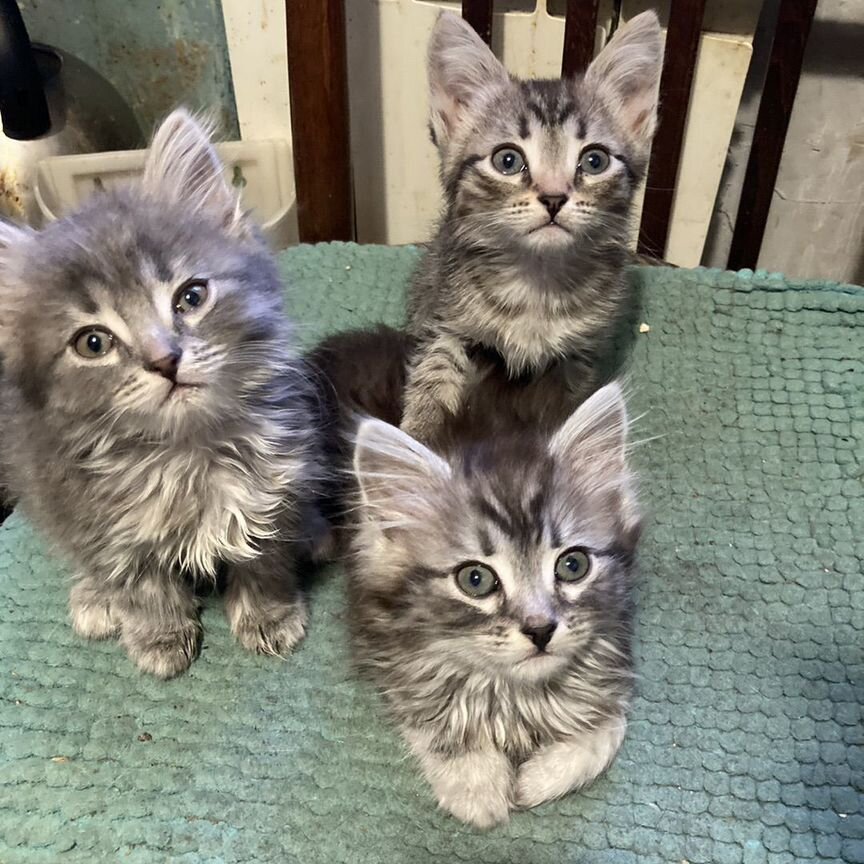 Отдам котят в добрые руки Нижний Новгород